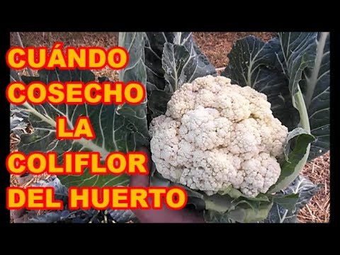 Cosecha de la coliflor | Actualizado junio 2023